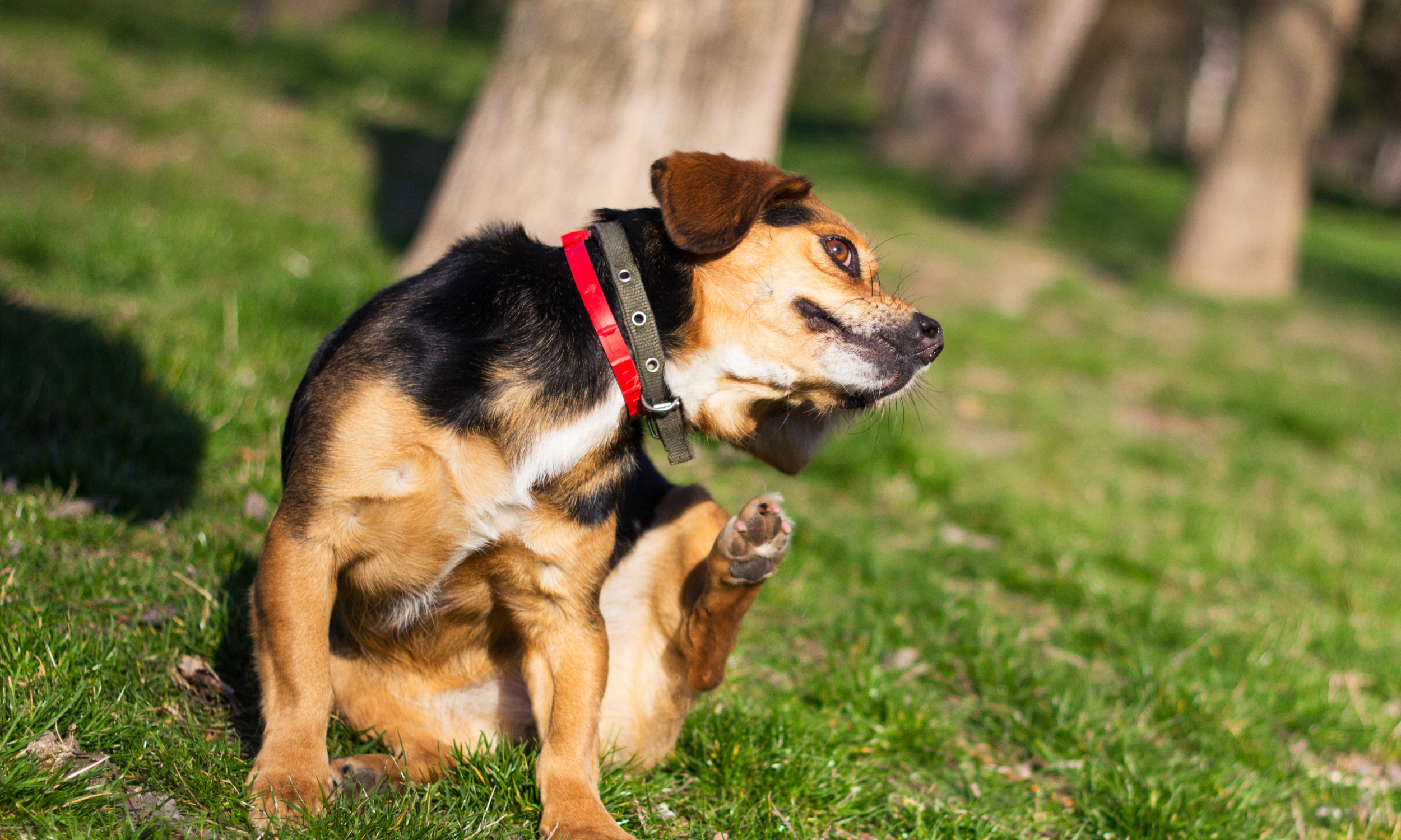 Allergic Reactions in Dogs: How to Spot Them and When Supplements Can ...