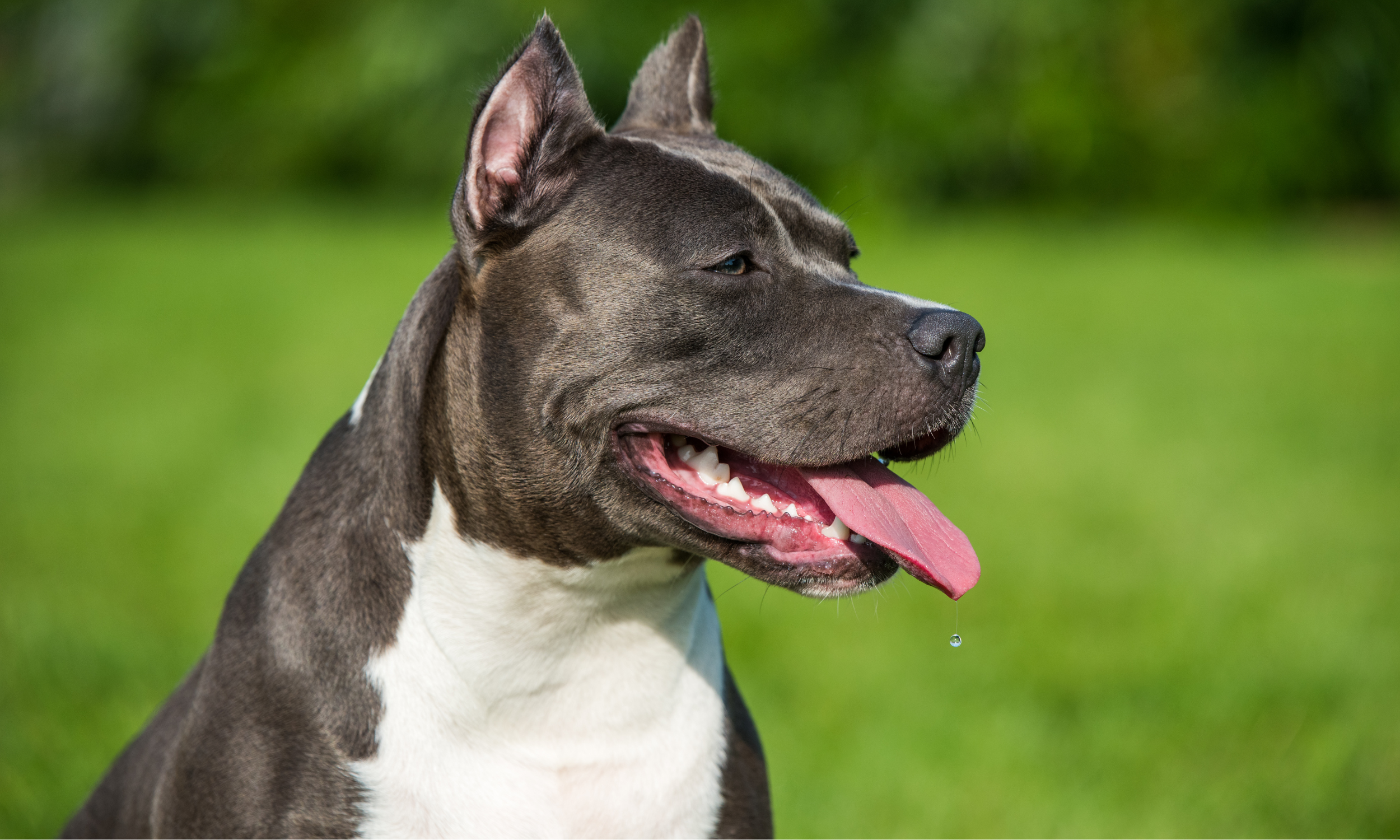 American Staffy Anxiety: Signs to Watch For and How the Right Vitamins ...
