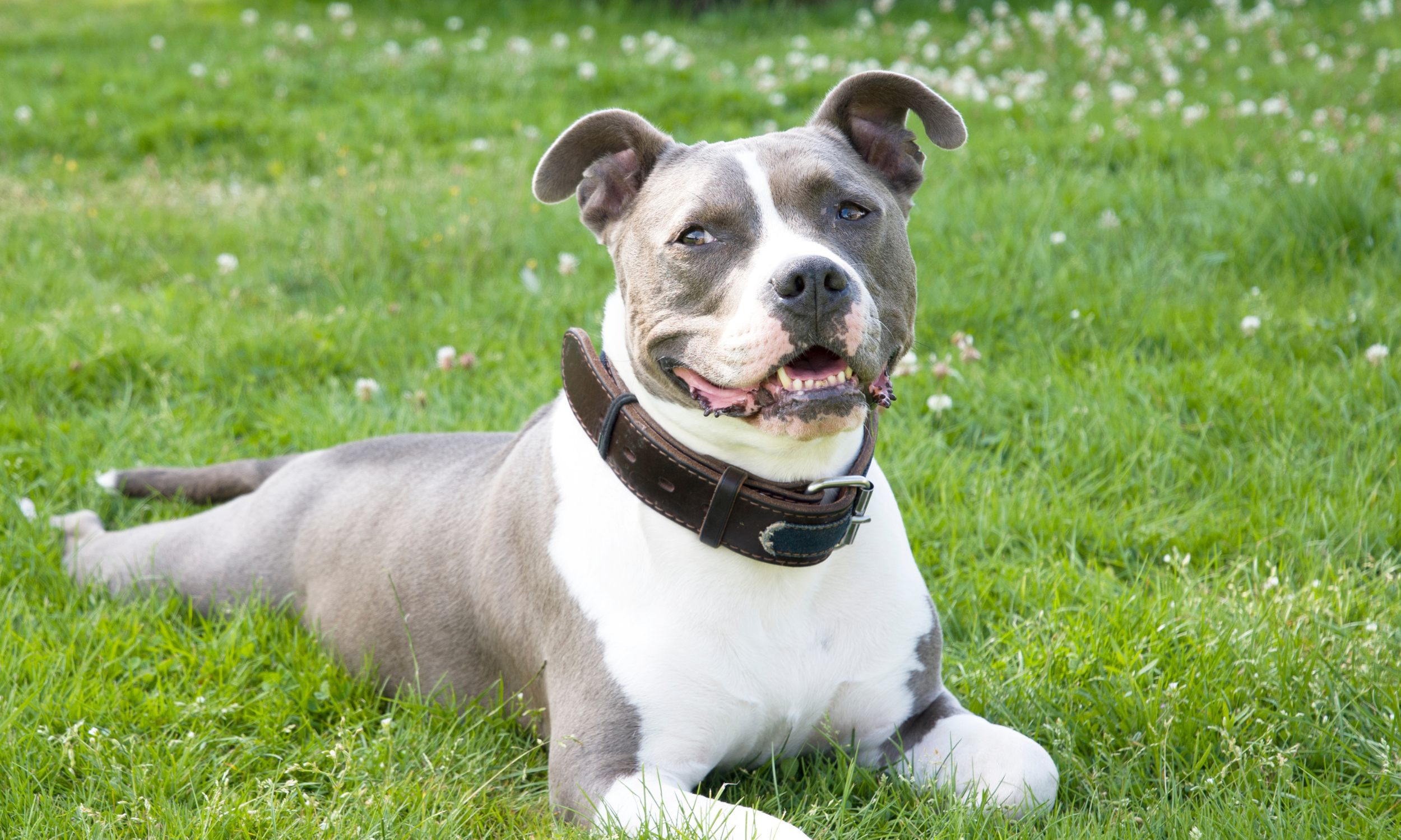 American Staffy Cross Breeds: Managing Allergies in Mixed Staffordshir ...