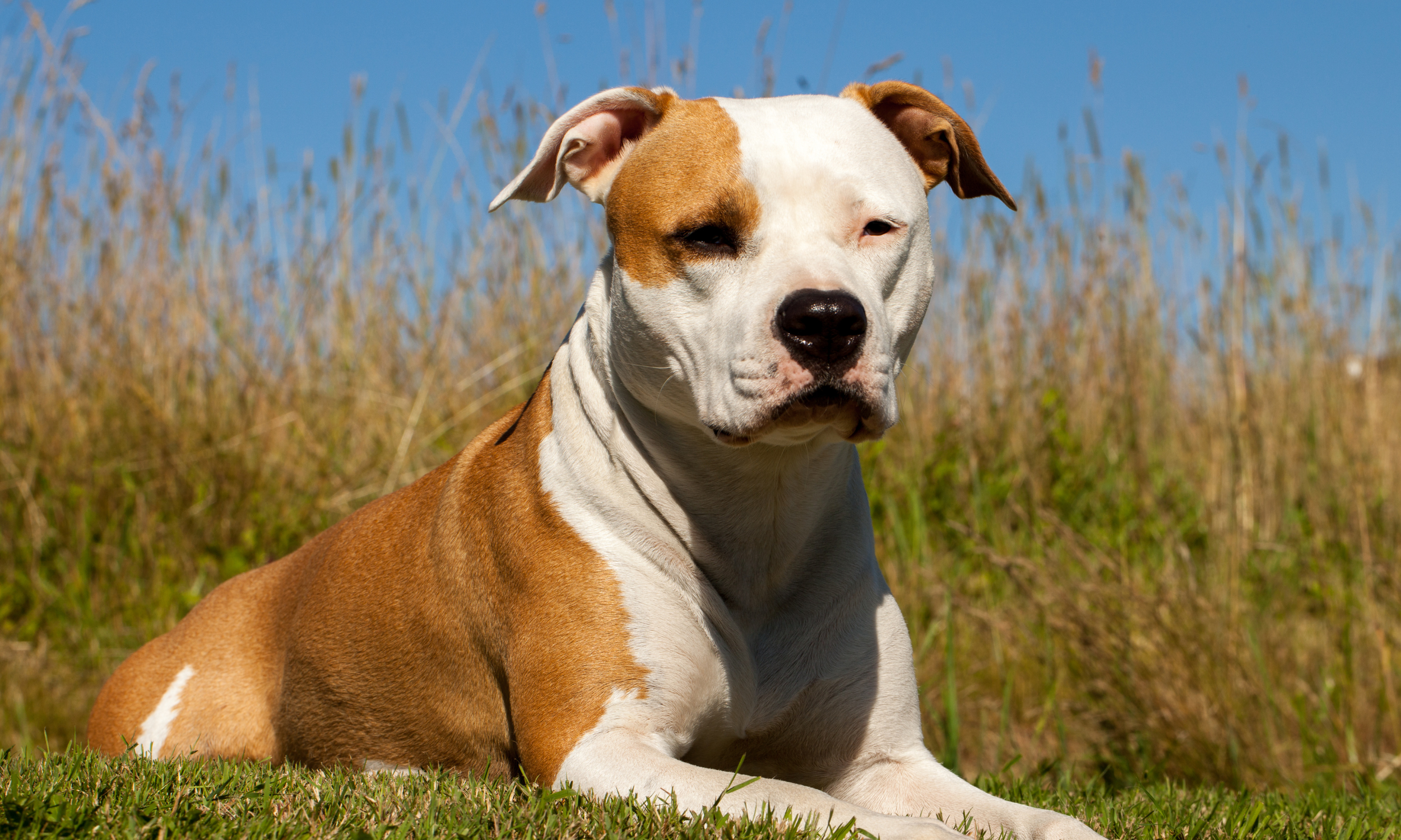 American Staffy vs English Staffy: Do Their Allergy and Nutrition Need ...