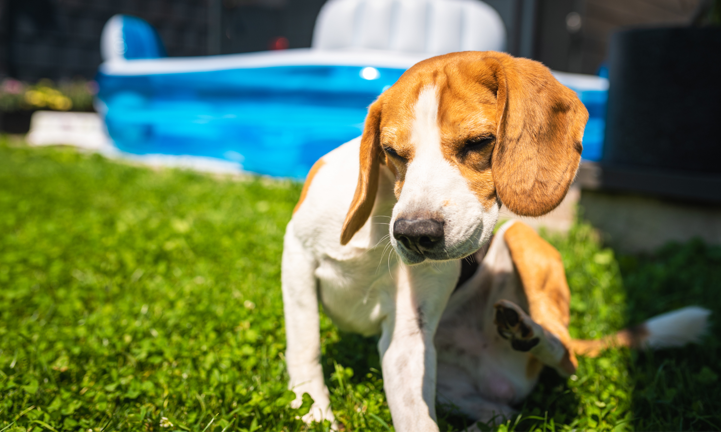 Why Beagles Are Prone to Allergies and How to Support Them with the Ri ...