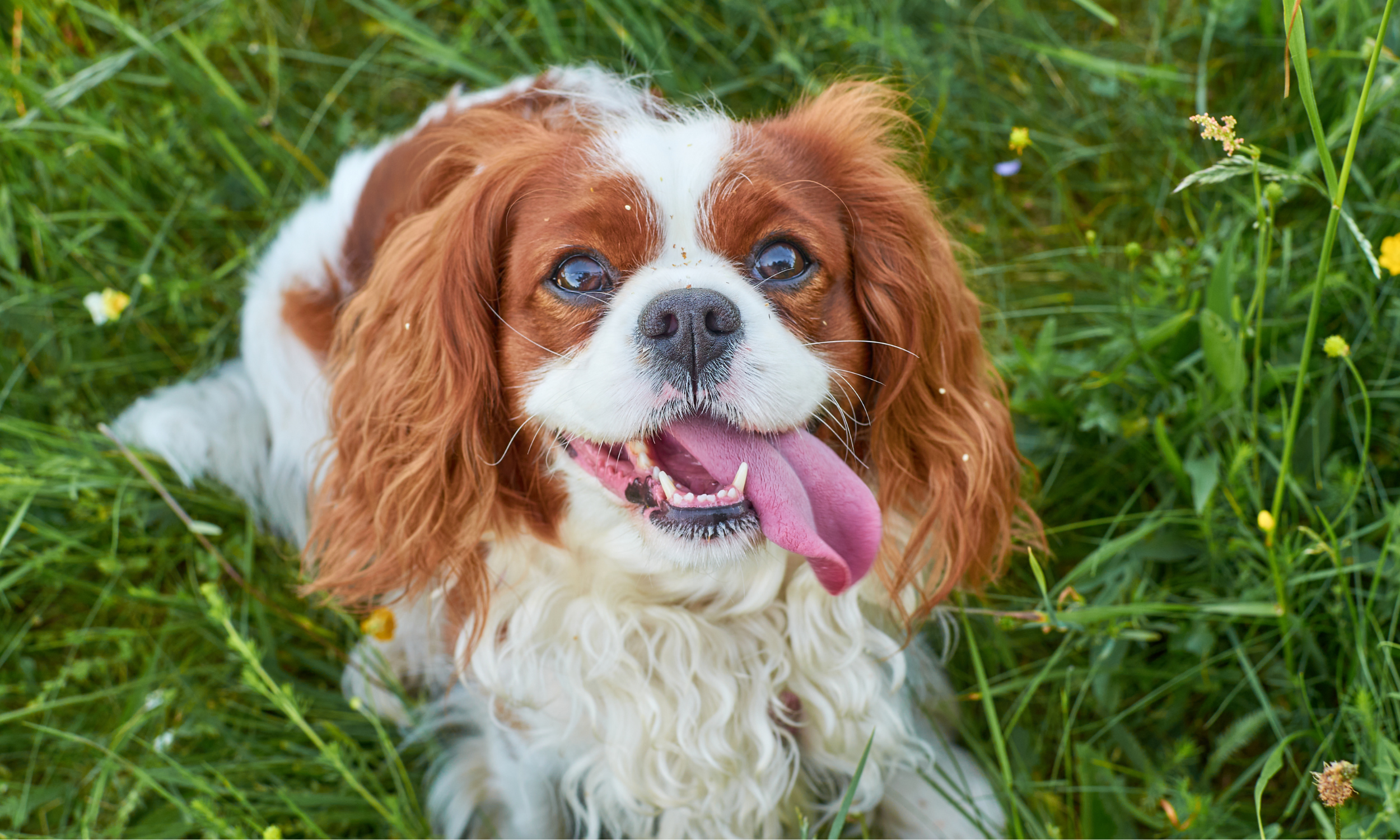 Cavalier King Charles Spaniels and Gut Health: A Parent's Guide to Pre ...