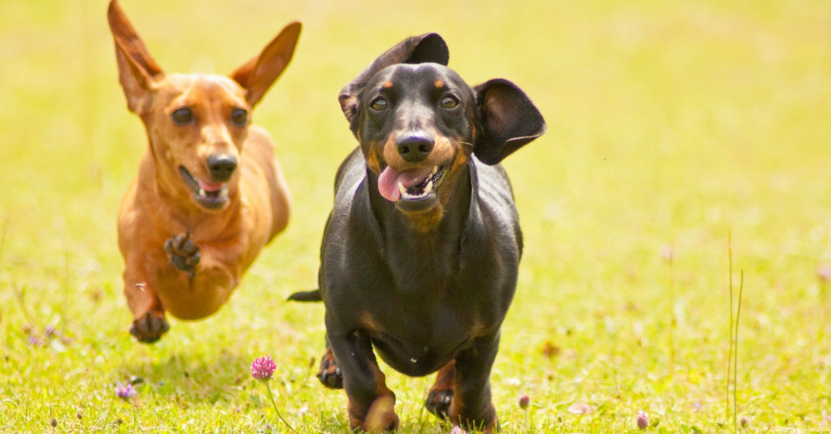 Unleash Your Dachshund's Health Potential with Aralis Animals' Tailore