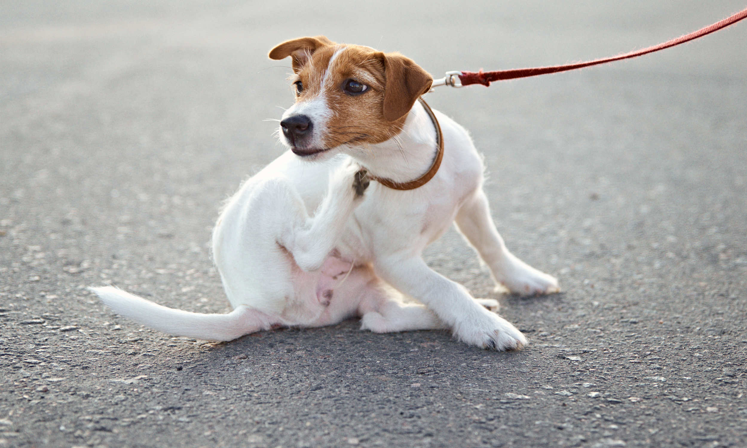 Dog Constantly Scratching? How to Identify and Fix the Issue – Aralis ...