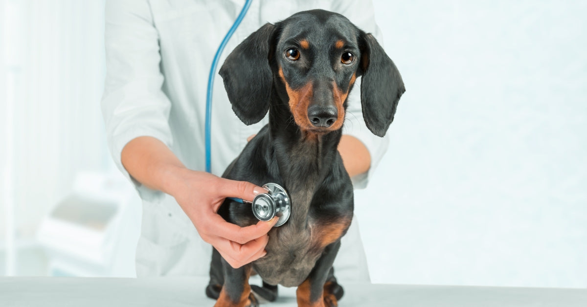 What You Need to Know About Your Dachshund's Health and Traits – Aralis ...