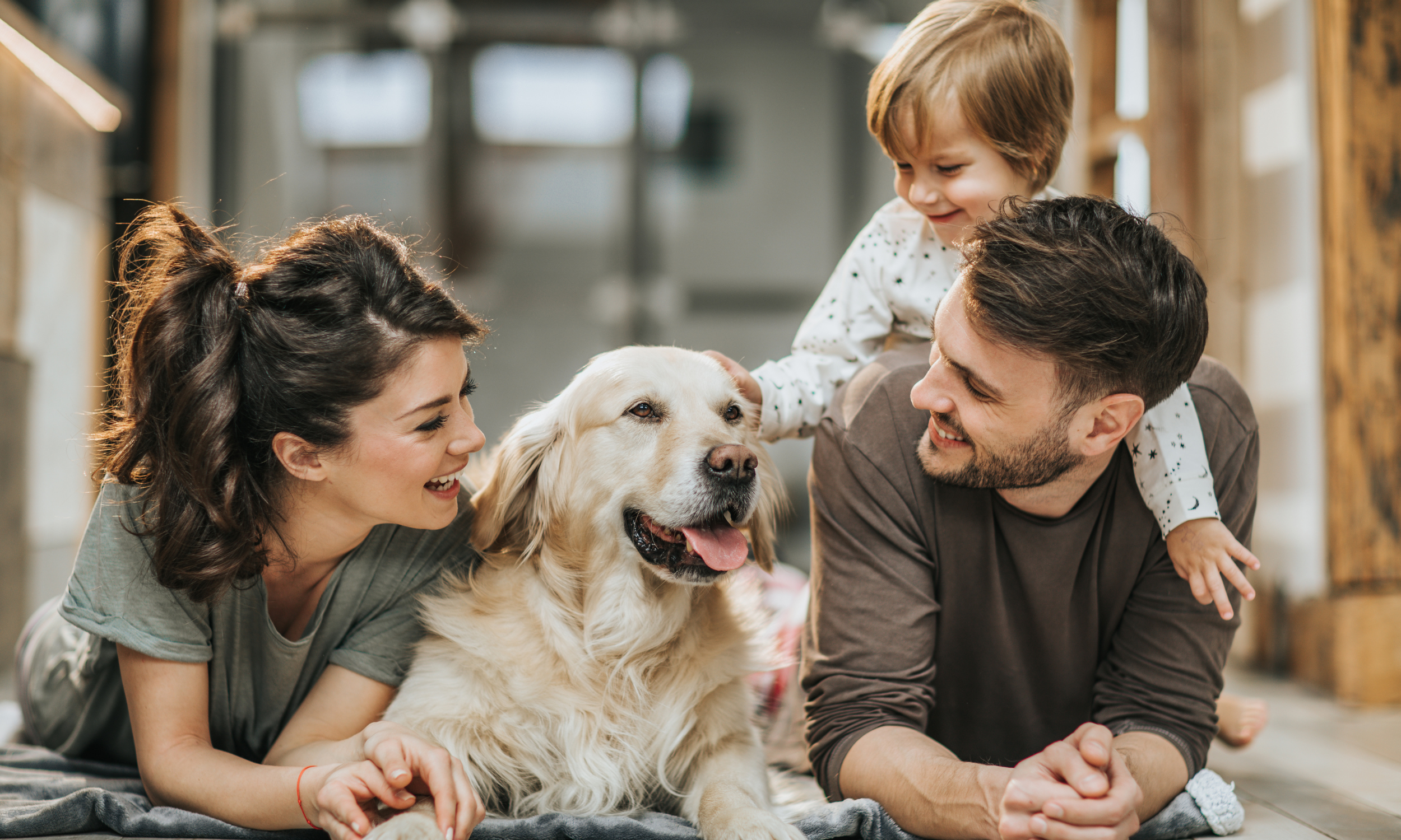A Guide to Dog Nutrition for Anxiety, Joint Support, and Skin Health ...