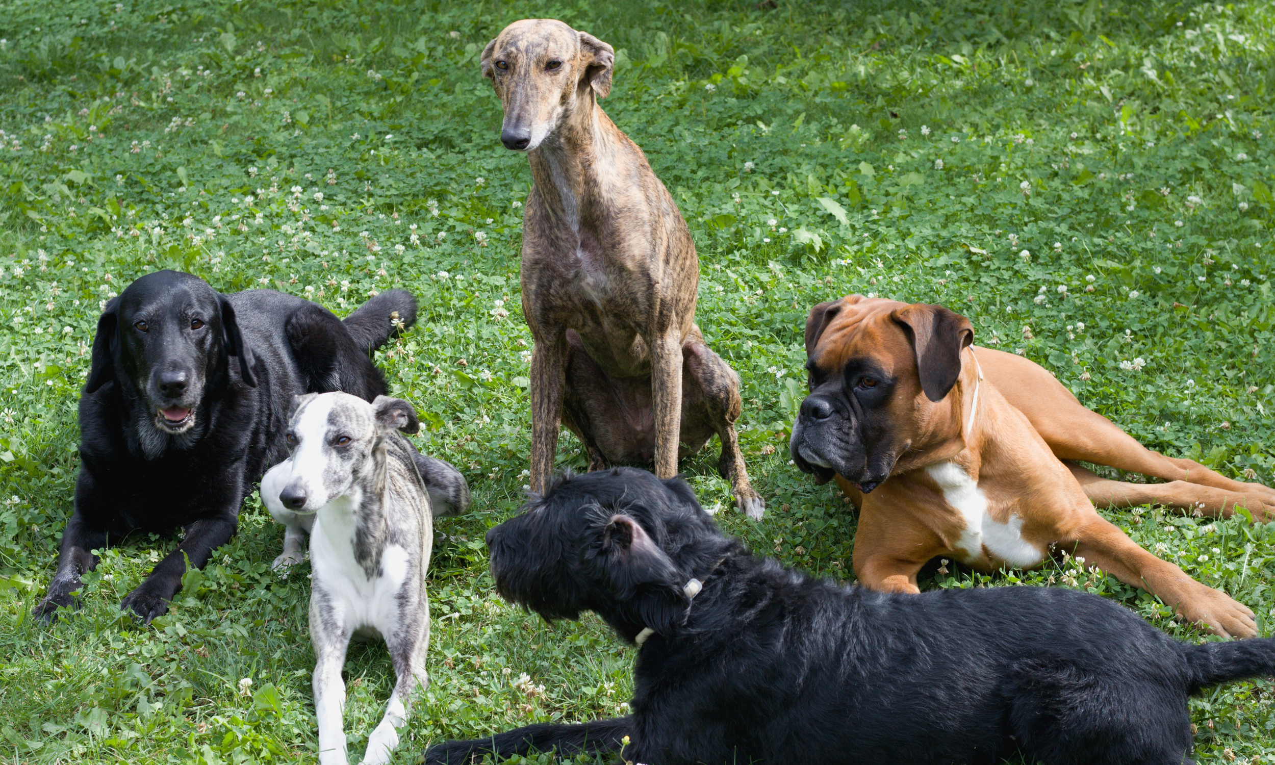 The Best Multivitamins for Dogs: How to Choose the Right One for Your ...
