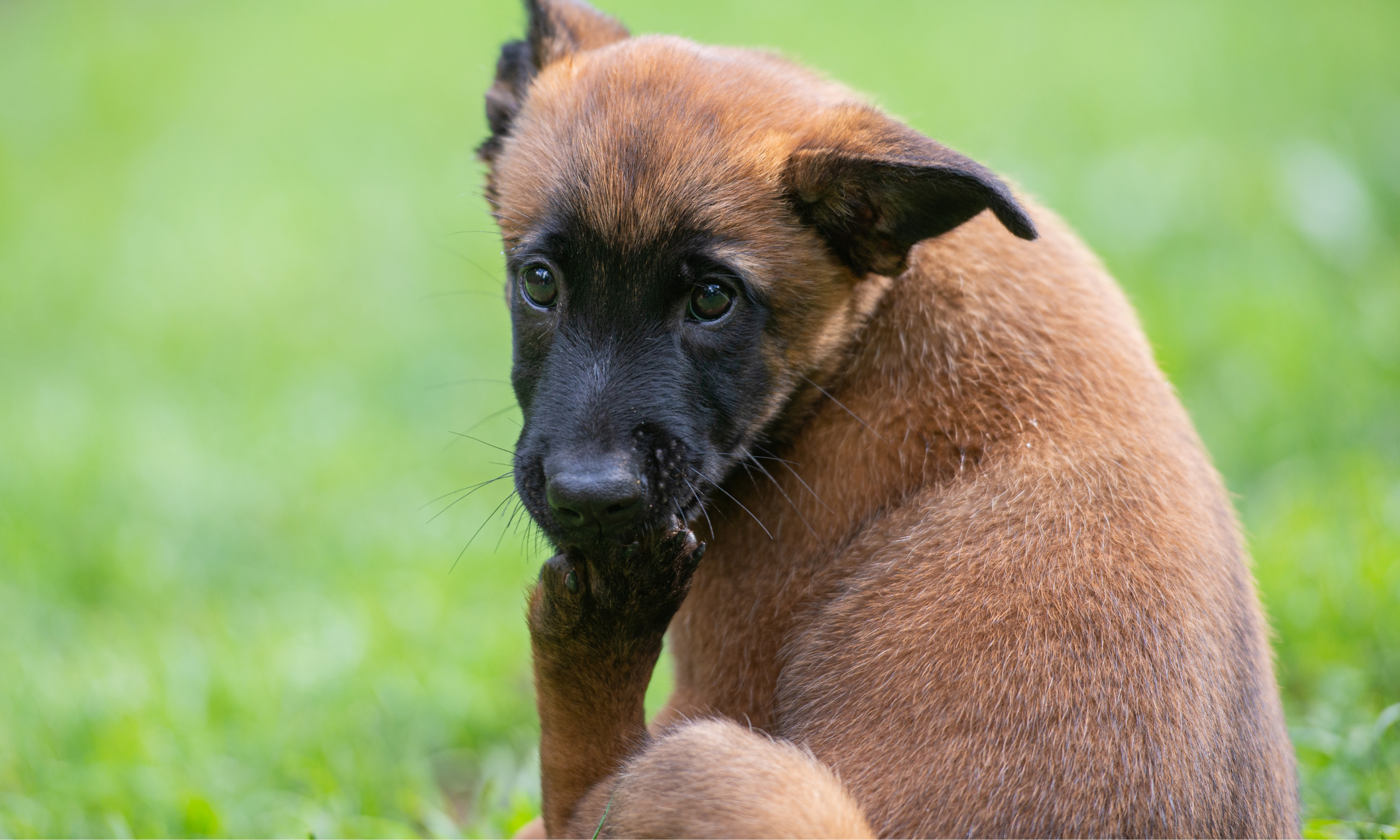 Paw Licking in Dogs: When to Worry and How to Treat It – Aralis Animals