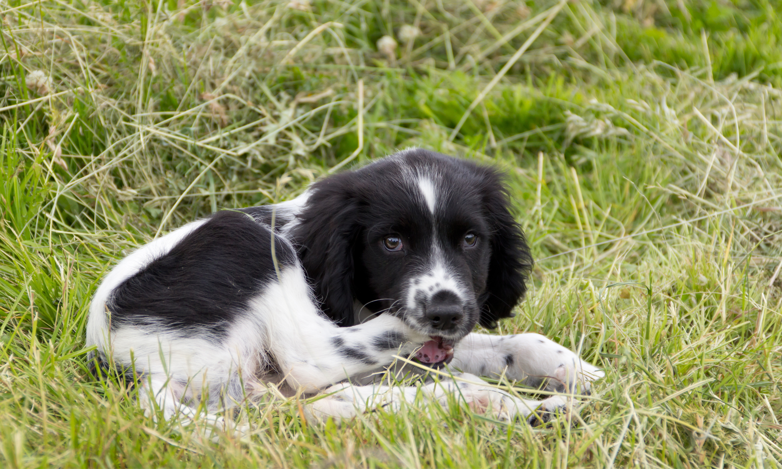 How to Stop Dog Paw Chewing: Causes and Treatment Options – Aralis Animals