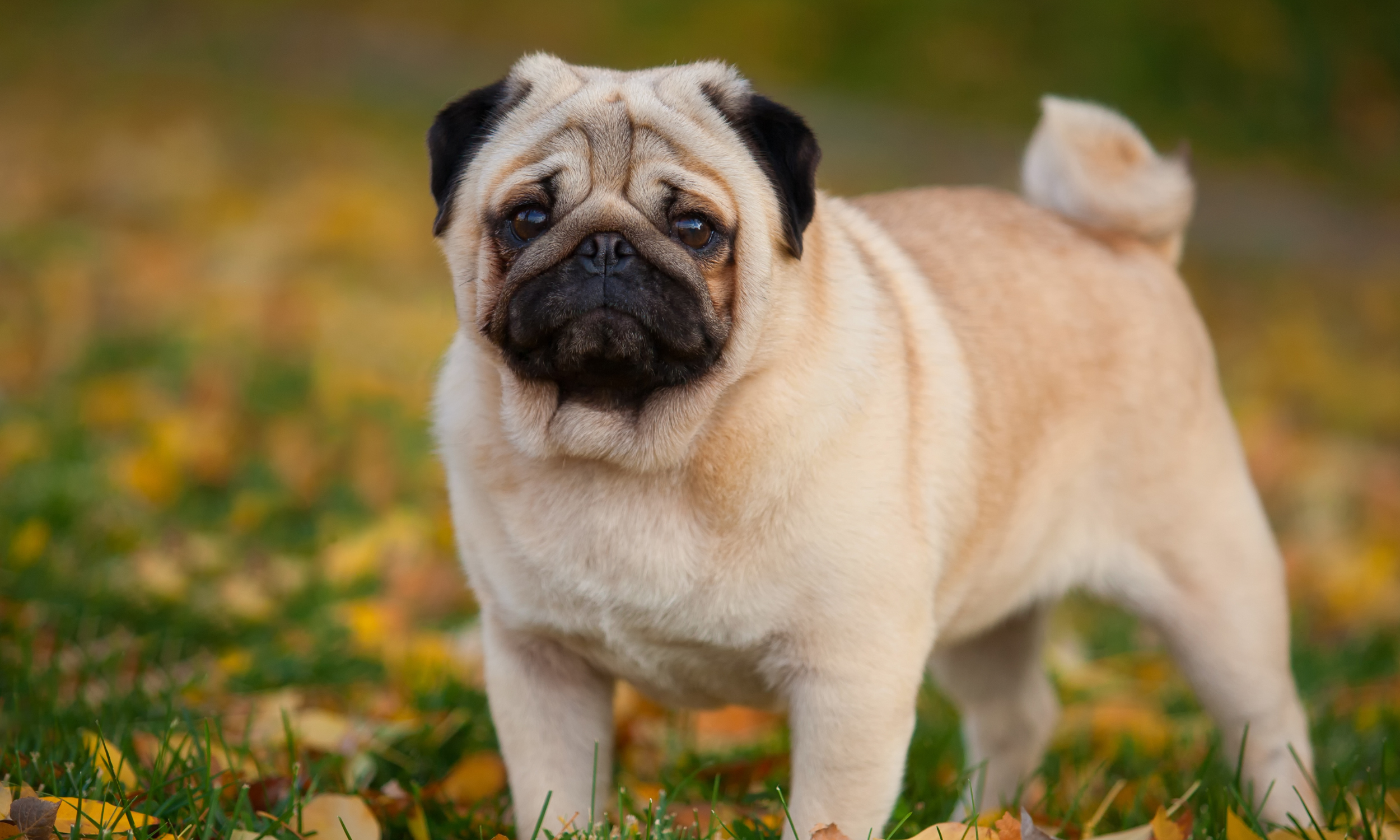 Is Your Dog Stressed or Anxious? Key Symptoms and the Role of Daily Mu ...