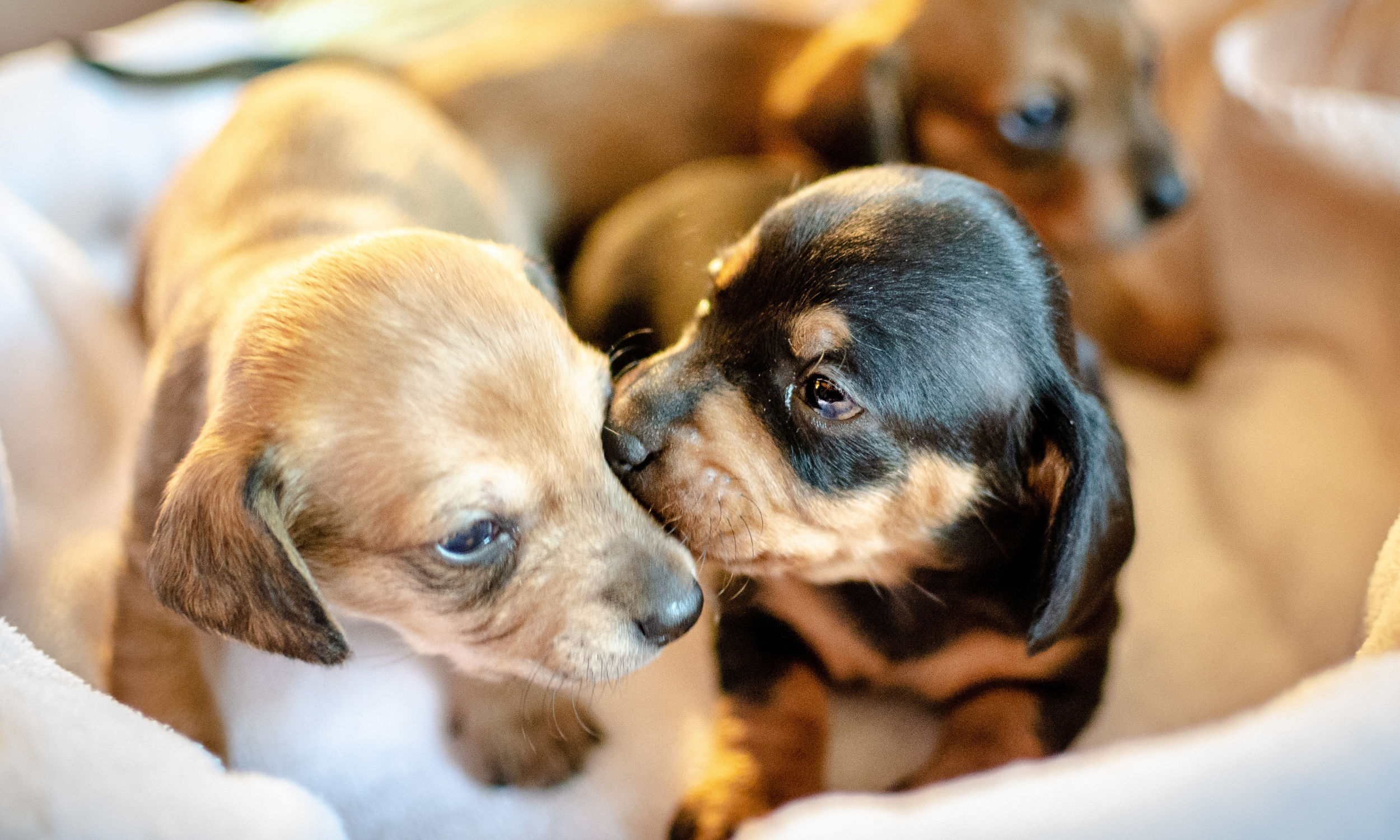 Choosing the Best Multivitamin Powder for Puppies: What Every New Pet ...