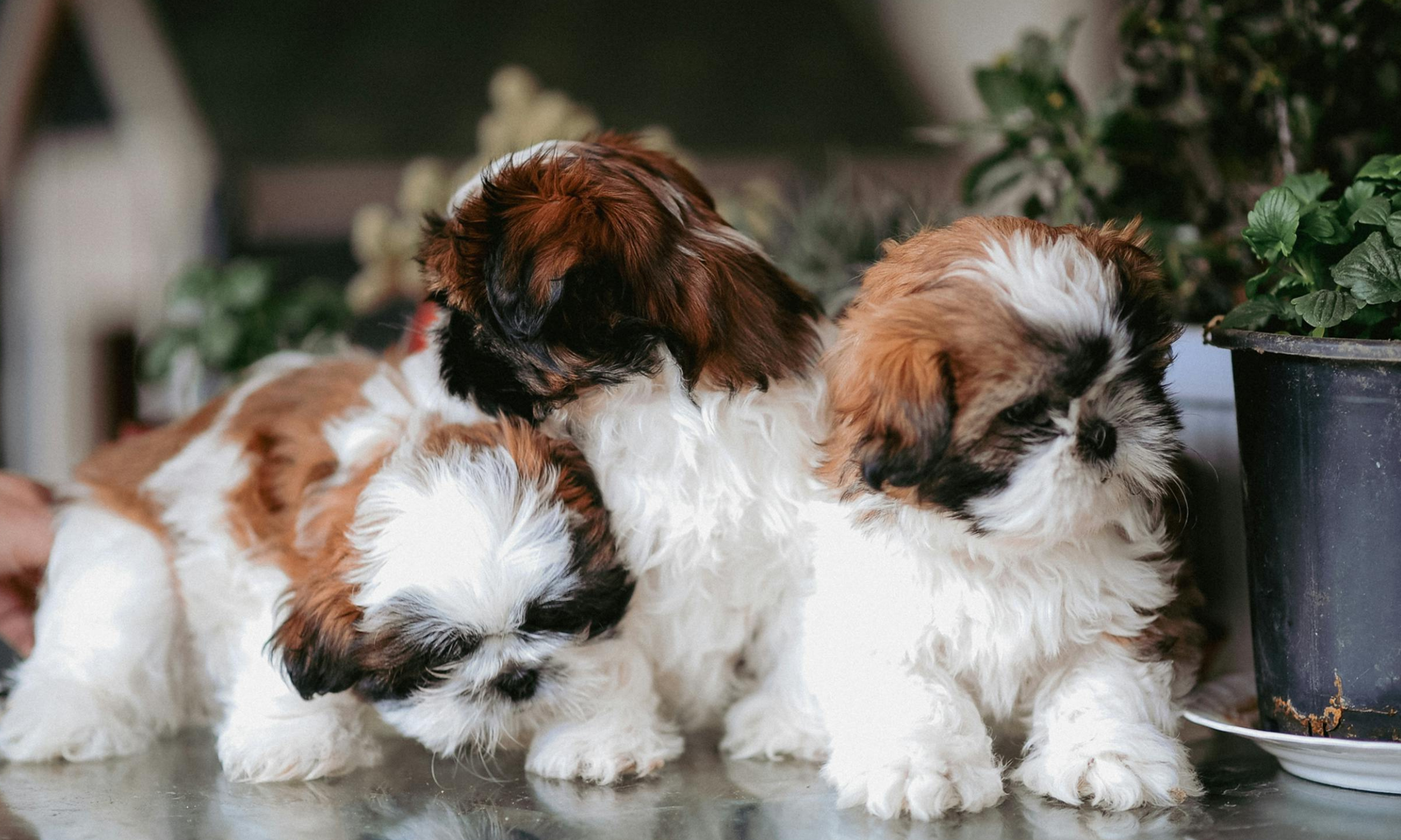 Multivitamins and Gut Health Products Loved by Dachshund and Shih Tzu ...