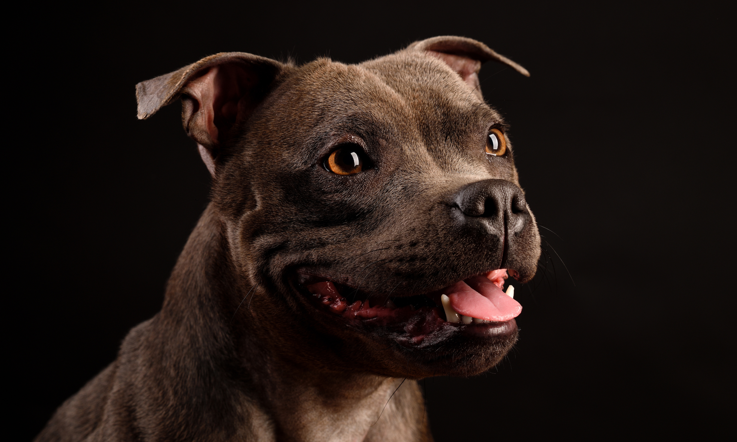 American Staffy vs. English Staffy: What They Need in a Daily Suppleme ...