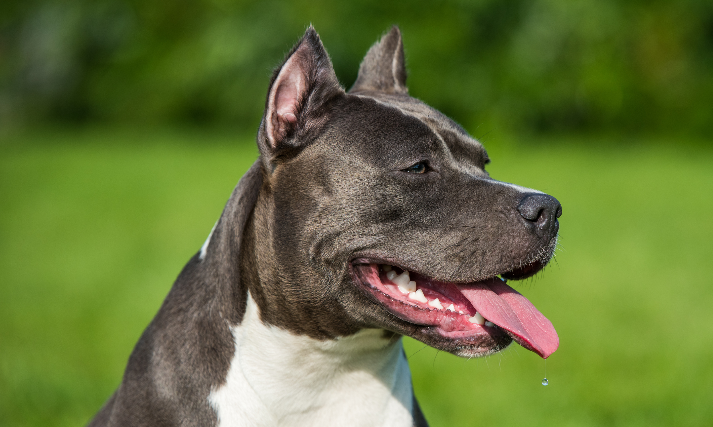 Common Dog Allergies in Staffies: Signs, Triggers, and Gentle Relief O ...