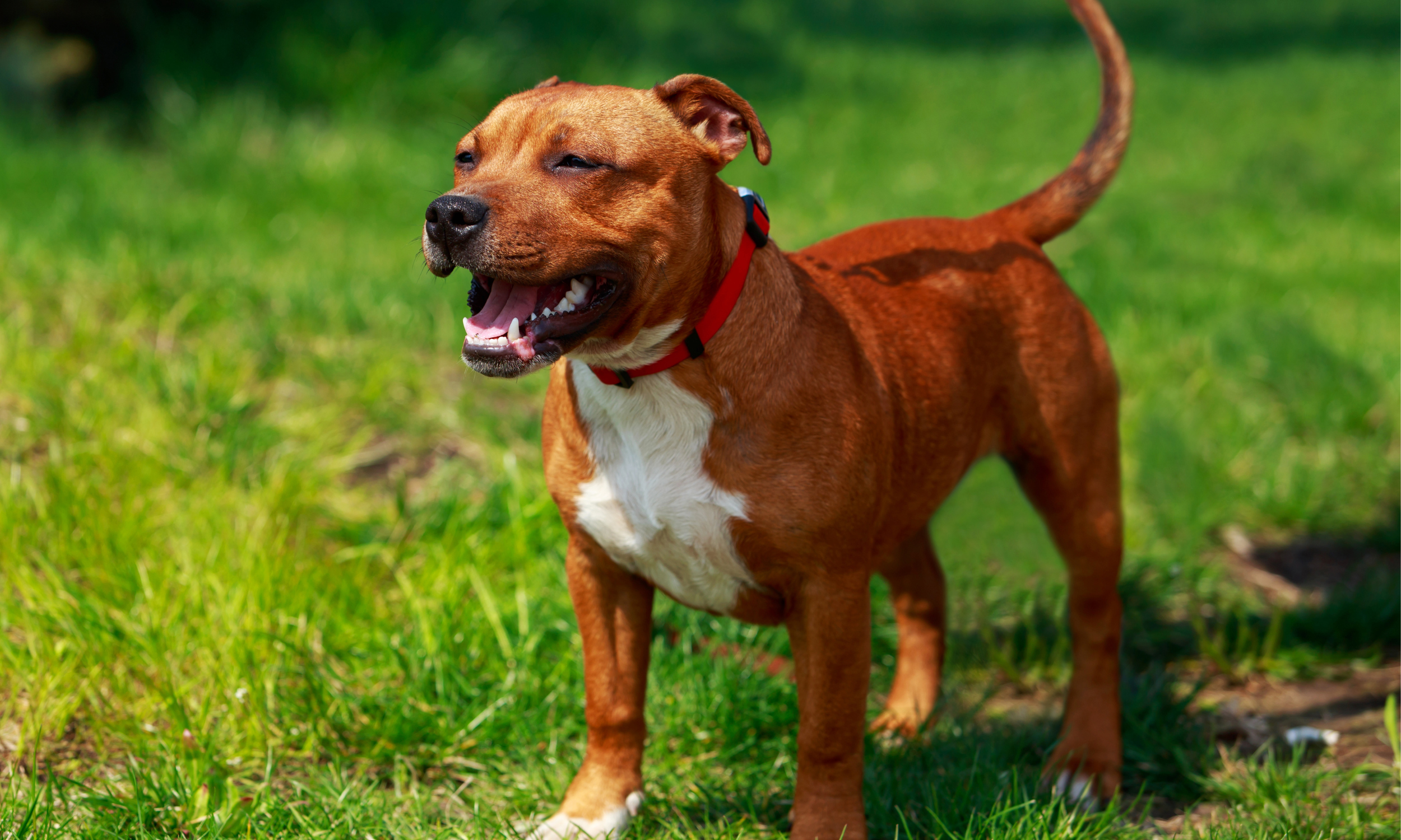 Is Your Staffy Reacting to Food? How Gut Health Impacts Allergic React ...