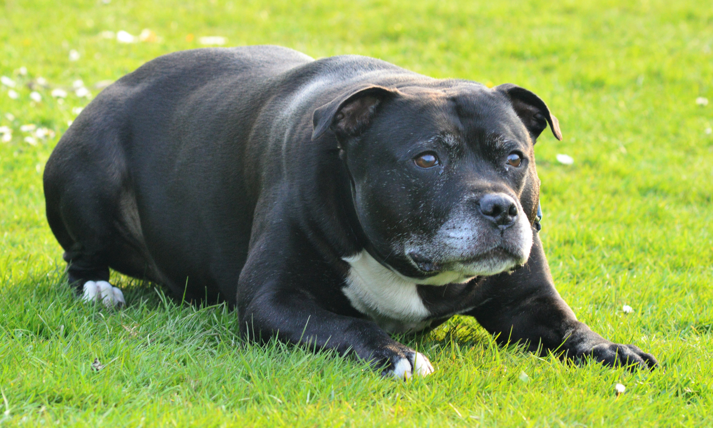 Common Allergies in Bull Breeds and Why Staffies Are Especially Sensit ...