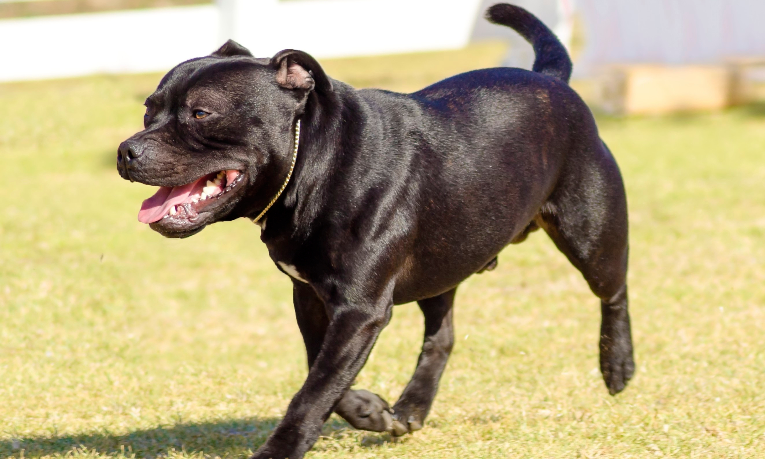 When Your Staffy Keeps Scratching: Allergy Clues You Shouldn't Ignore ...