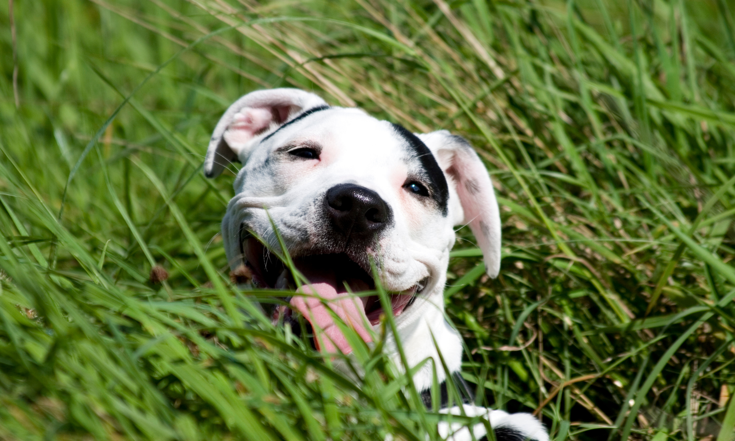 Boulardii Probiotics for Dogs: Can They Help Staffy Allergies and Gut ...