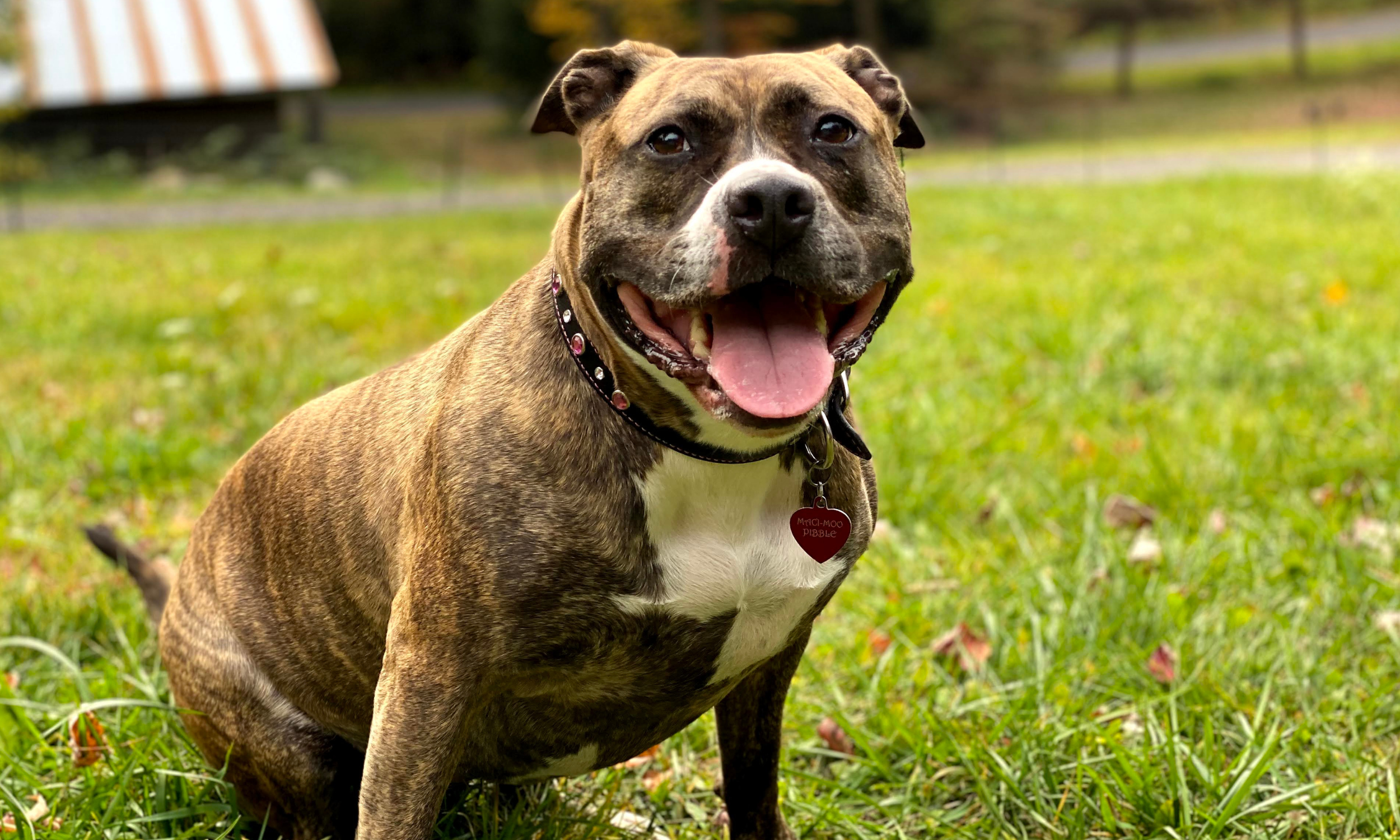 A Complete Guide to Vitamins for Dogs: Strong Bones, Healthy Guts, and ...