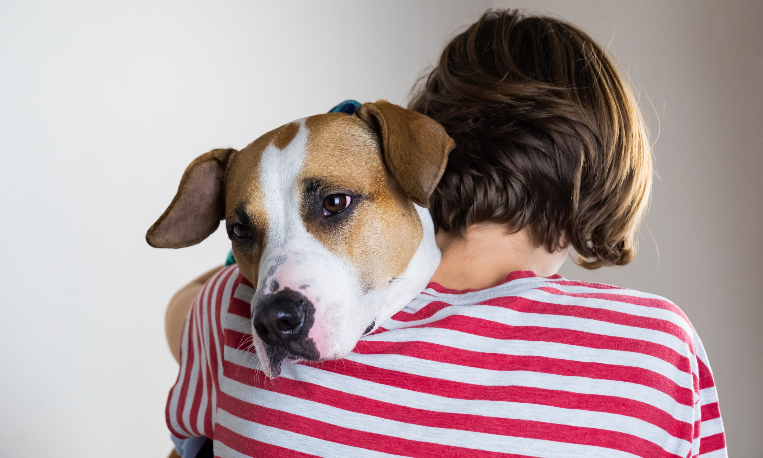 Symptoms of Depression and Anxiety in Dogs: What's Normal and What Nee ...