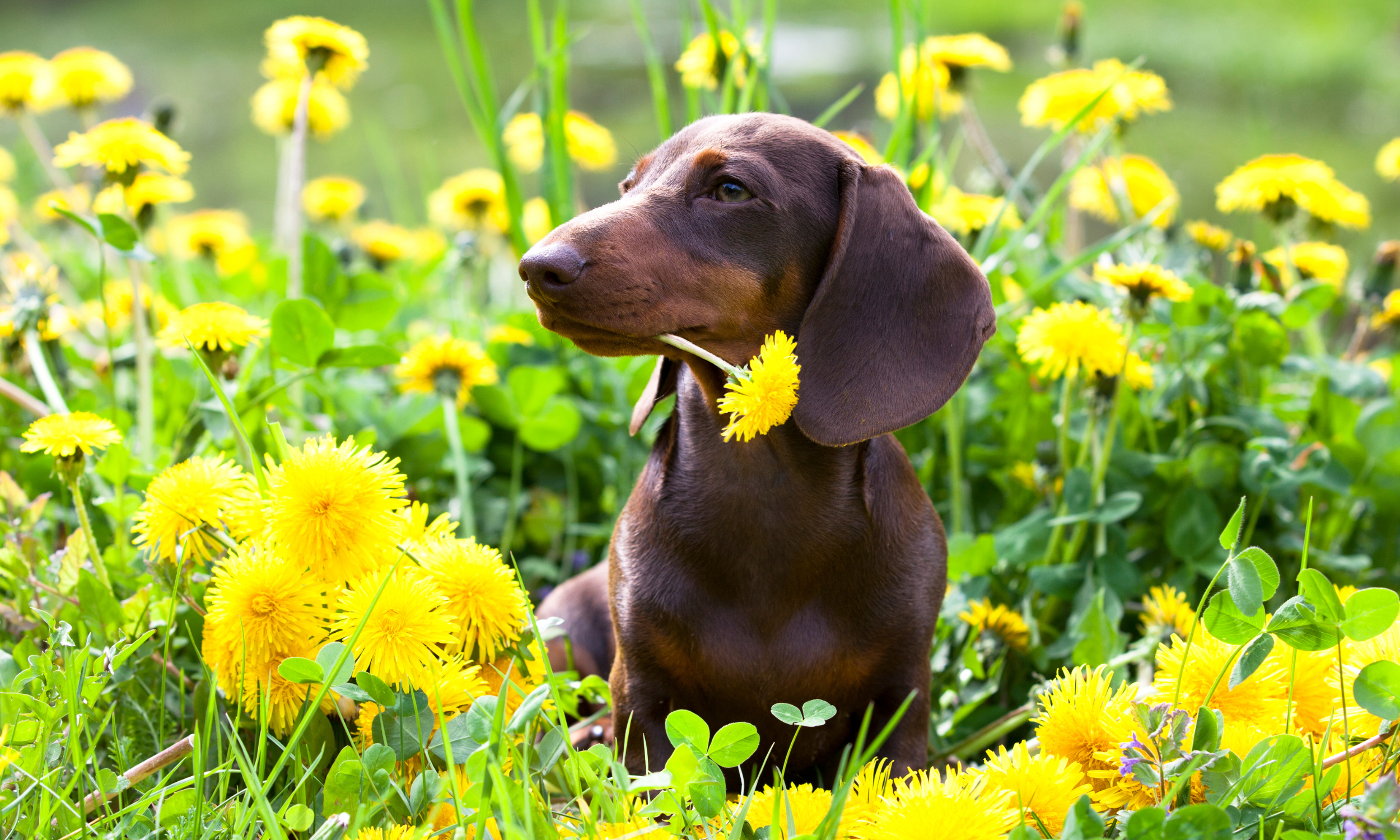 Miniature Weiner Dog Health Essentials: Gut Health and Immune Support ...