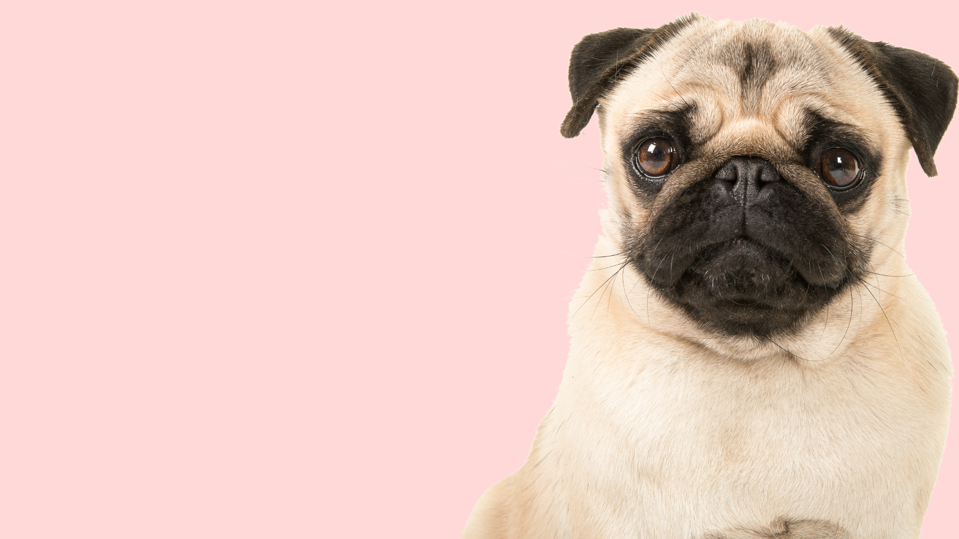 Pug Products – Aralis Animals