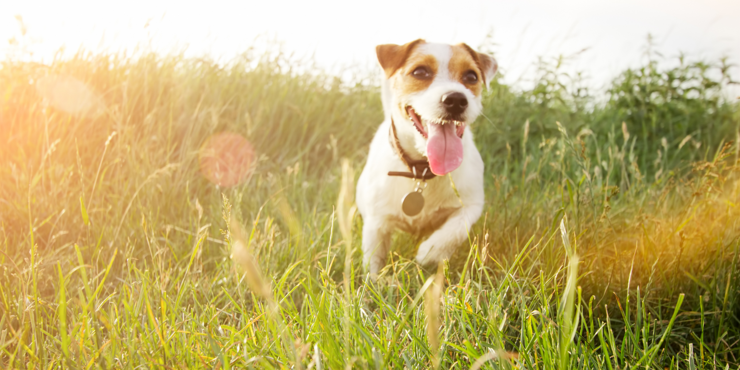 The Science – Aralis Animals